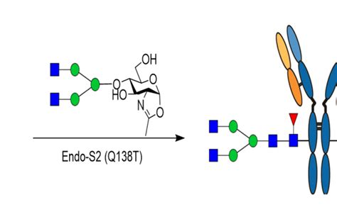 Endo Beta N Acetylglucosaminidase Mutant Endo S2 T138q Cas 32 1 962