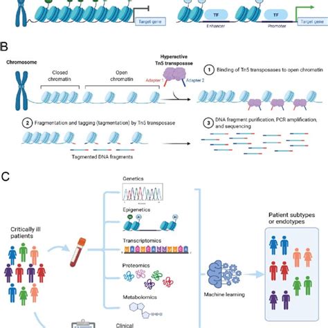 Chromatin Accessibility Sequencing And Multi Scale Modelling In Download Scientific Diagram