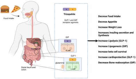 Tirzepatide A New Era Of Dual Targeted Treatment For Diabetes And