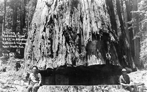 Historic Photos Show Lumberjacks Chopping Down The Giant Northern