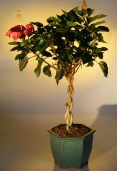 Braided Trunk Hibiscus