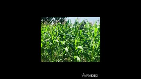 බඩ ඉරිගු වගාව මුල සිට අගට Youtube