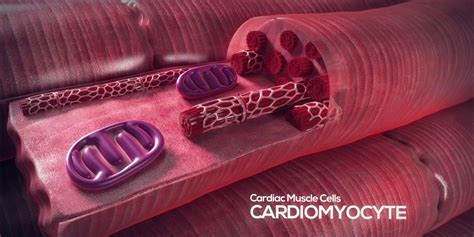 Cell To Multicellular Organism