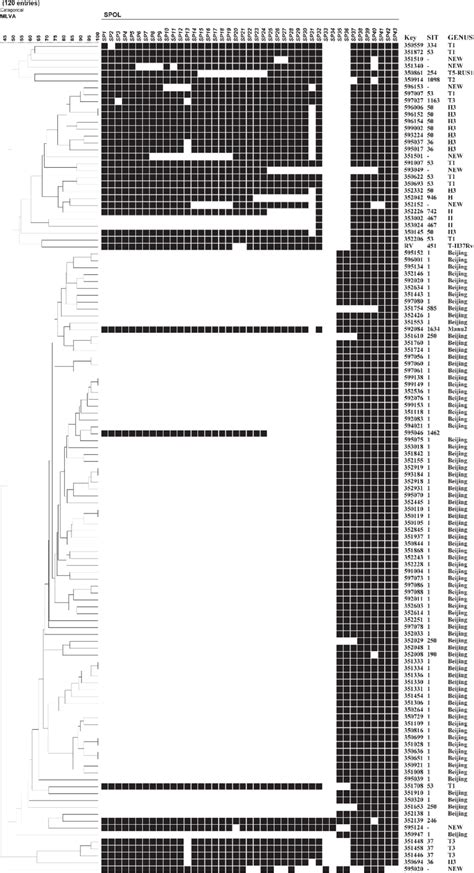 Mdr Tb Isolates Genotyped By 24 Loci Miru Vntr Download Scientific Diagram