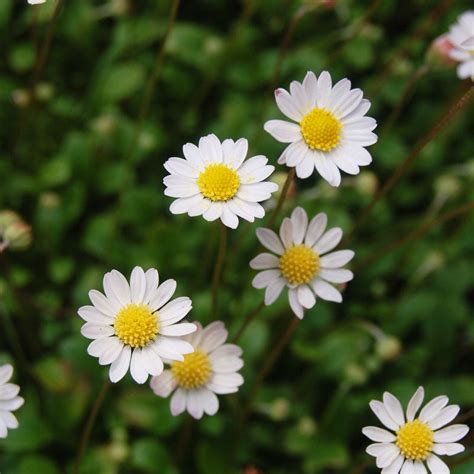 Miniature Mat Daisy Bellium Minutum High Country Gardens