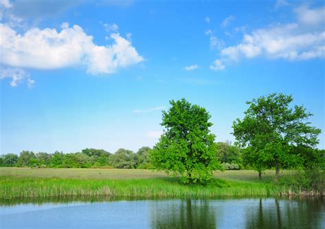 What Is Biodiversity Net Gain And How To Prepare Rps