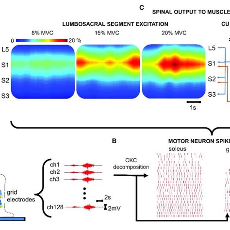 Spatiotemporal Spinal Maps Of Ipsilateral α Mns A Experimental Download Scientific Diagram