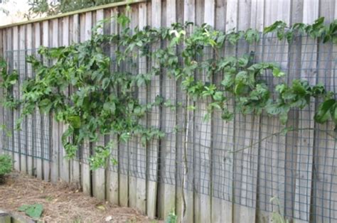 Passion Fruit Vine Growing Guide With Trellis Ideas