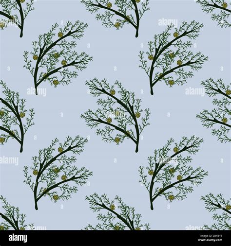 Seamless Cypress Branches Vector Pattern Stock Vector Image Art Alamy