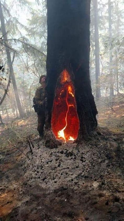Tree After Being Struck By A Lightning R Pics