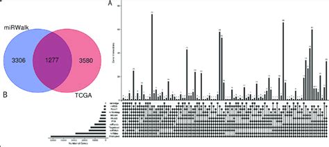 Predication Of Mir 106b 5p Target Genes And Candidate Genes Screening Download Scientific