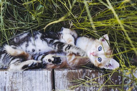 Two Tabby And Ginger Kittens Playing In The Garden Stock Image Image Of Summer Nature 285728785