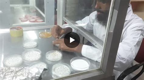 Seed Testing With Blotter Paper Method Pathology Lab Seed Health Testing Kbd Mahmudul Hasan