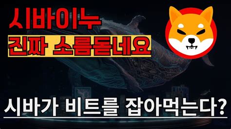 시바이누 지금 시장에선 이게 맞습니다 Youtube