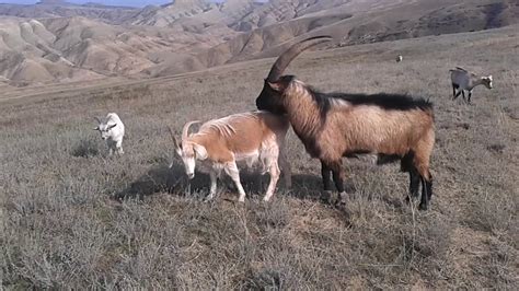 თხების საქორწილო ცეკვა Youtube