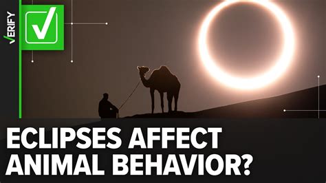 How A Total Solar Eclipse Affects Animal Behavior