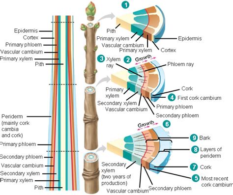 Growth Stemhtml 3518stemgrowth