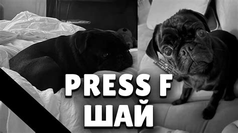 press F ШАЙ - YouTube