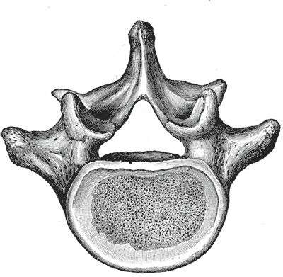 What Is The Difference Between Typical And Atypical Vertebrae Pediaa Com