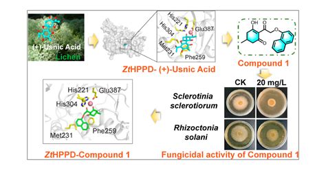 Discovery And Development Of 4 Hydroxyphenylpyruvate Dioxygenase As A