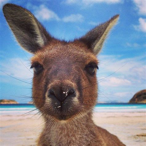 This Curious Fellow Is One Of The Many Kangaroos That Live At Lucky Bay
