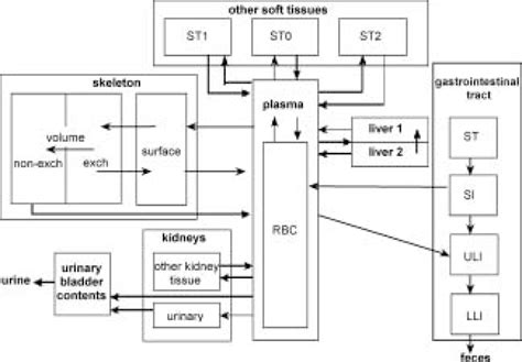 Biokinetic Model For Uranium Gastrointestinal Gl Tract And Systemic Download Scientific