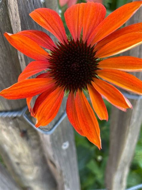 How To Grow Echinacea Purpurea Earthone