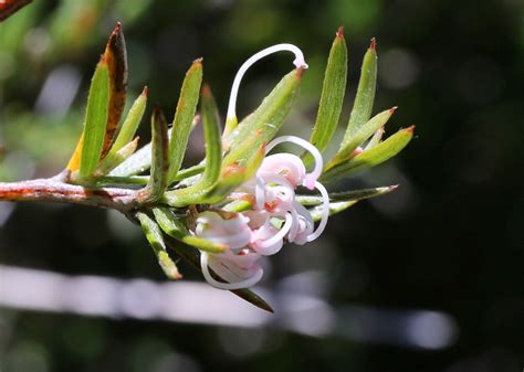 Victorian Alpine Plants Proteaceae