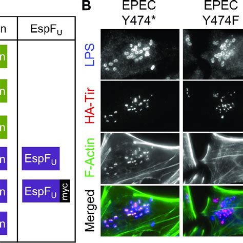 Ehec And Epec Pedestals Can Be Compared Directly Using Engineered Epec Download Scientific