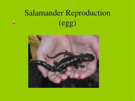Ppt Amphibian Powerpoint Presentation Free Download Id98003