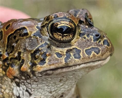 Species In The Spotlight Yosemite Toad U S National Park Service