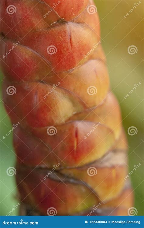 Close Up Green Leaf Patten For Background Fresh Green Leaves Isolate