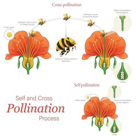 Cross Pollination Diagram Simple