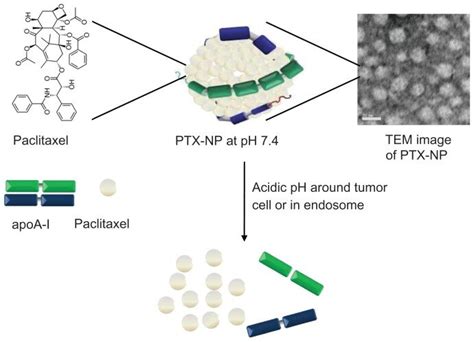 Schematic Representation Depicting Ph Responsive Disassembly Of