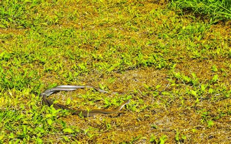 Two Snakes Dancing During Sexual Intercourse Have Sex Mexico Stock