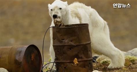 현장영상 털 빠지고 뼈 드러나고쓰레기통 뒤지는 북극곰