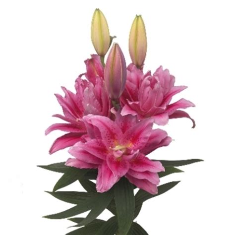 Lilie Or Du Roselily Viola 85cm 3