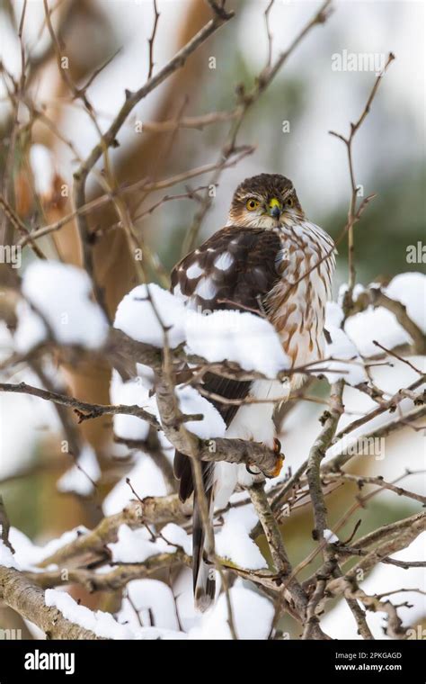 Sharp Shinned Hawk Accipiter Striatus Juvenile Raiding A Bird Feeder