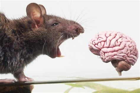 Impact Of Fixation Coil And Number Of Excitations On Diffusion Tensor Imaging Of Rat Brains At