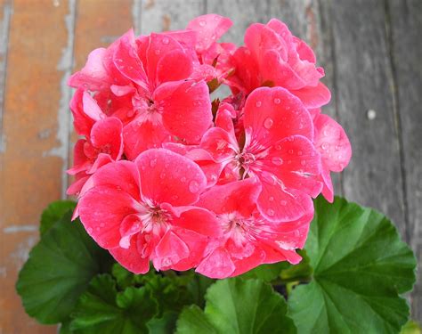 Geraniumflowerpink Geraniumpinkpotted Flower Free Image From