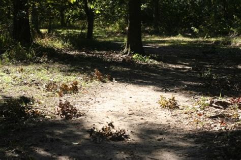 Pecan Twig Girdler Mississippi Fruit And Nut Blog