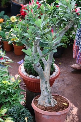 사비 스타 쿠두 모의 진달래 임팔라 백합 사막 장미로 통용되는 아웃도어 분재 아데늄 오베섬의 이미지 0명에 대한 스톡 사진 및 기타 이미지 Istock