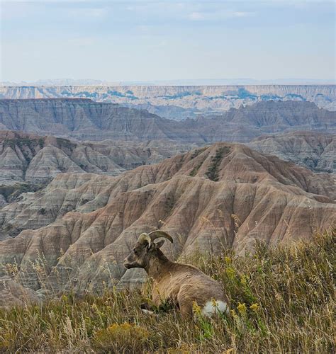 Badlands National Park Wildlife And Breathtaking Views Go Rving