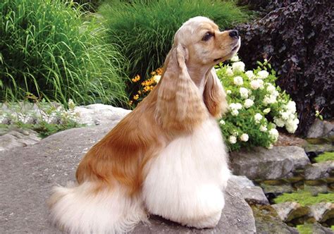 Cocker Spaniel American Breeds