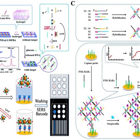 Schematic Illustration Of Stimuli Responsive Hydrogel Based Download Scientific Diagram