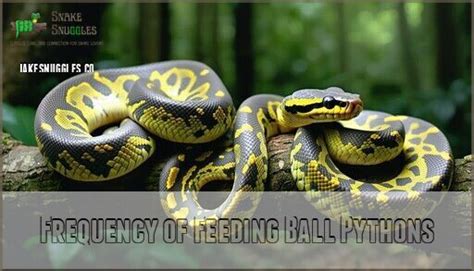 How Often To Feed Ball Pythons Complete Schedule And Chart Guide