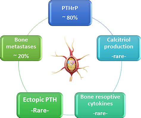 Hypercalcemia From Tums At Hayley Haynes Blog