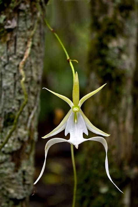 Related Image Ghost Orchid Rare Flowers Orchids