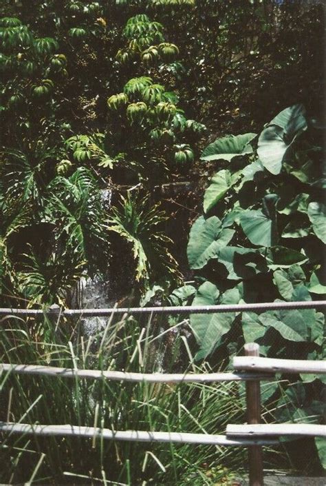 Pin By Red Five On Lit · Jurassic Park Plant Leaves Plants Garden