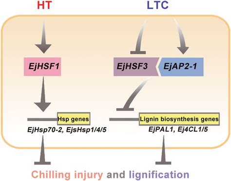 Regulation Of Loquat Fruit Low Temperature Response And Lignification